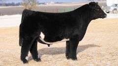 HIGH HOPES C SEMEN - SteerBidder