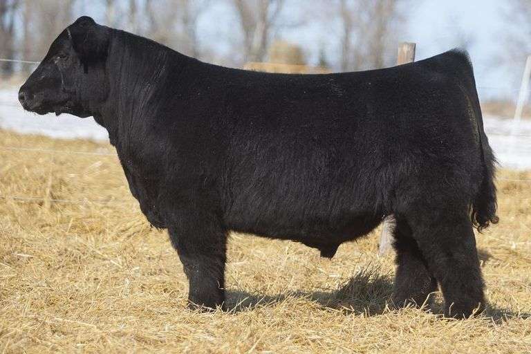 MATERNAL MADE SEMEN - SteerBidder