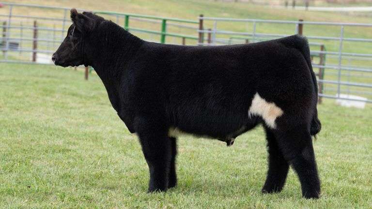 ENGLAND TAG 9 STEER - SteerBidder