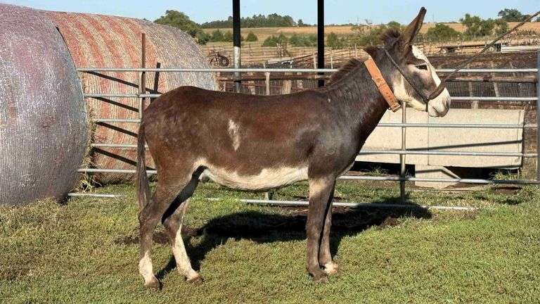 WOLKEN'S PAINT GELDING BREAKING DONKEY - SteerBidder