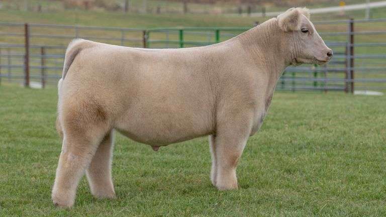 ENGLAND TAG 1 STEER - SteerBidder