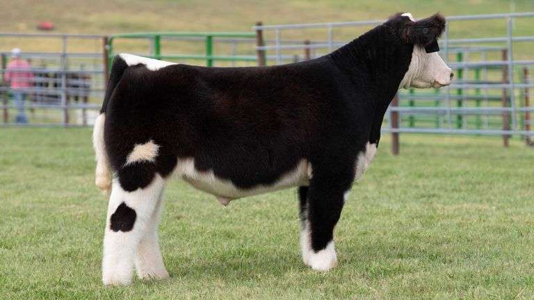 ENGLAND TAG 13 STEER - SteerBidder