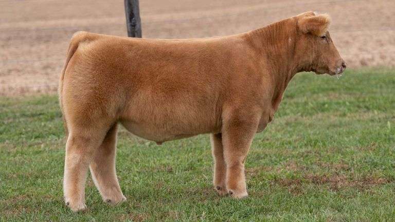 WILSON TAG 43 STEER - SteerBidder