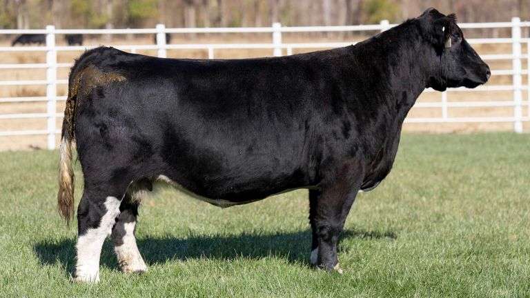 RF AALEYAH X PRIMETIME FEMALE EMBRYOS - SteerBidder