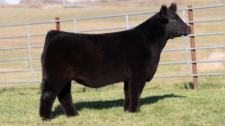 ENGLAND TAG 34 STEER - SteerBidder