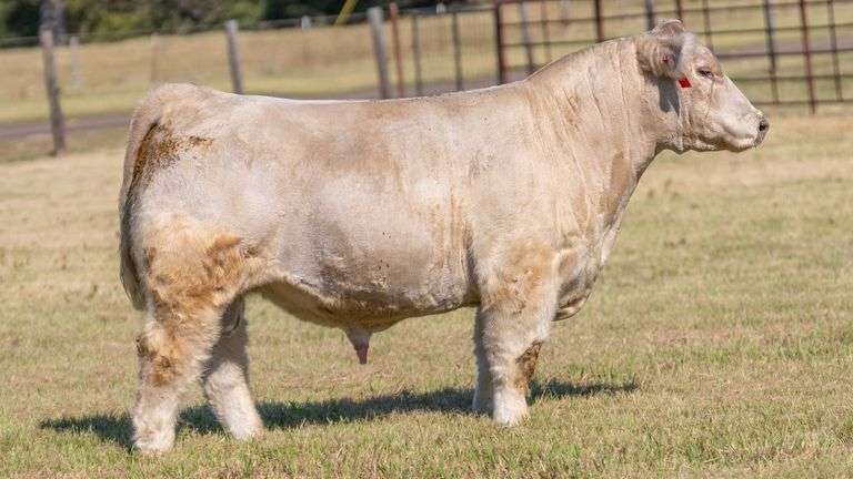 SETTING THE STANDARD TAG 8 BULL - SteerBidder