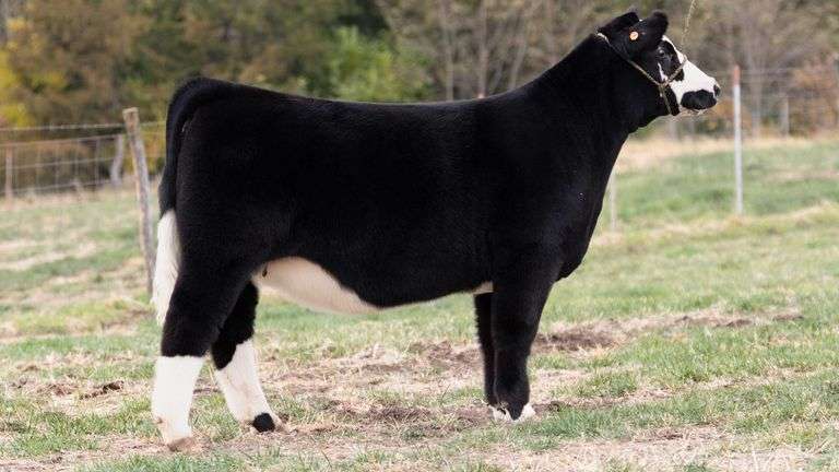 CRALL TAG 129 HEIFER - SteerBidder