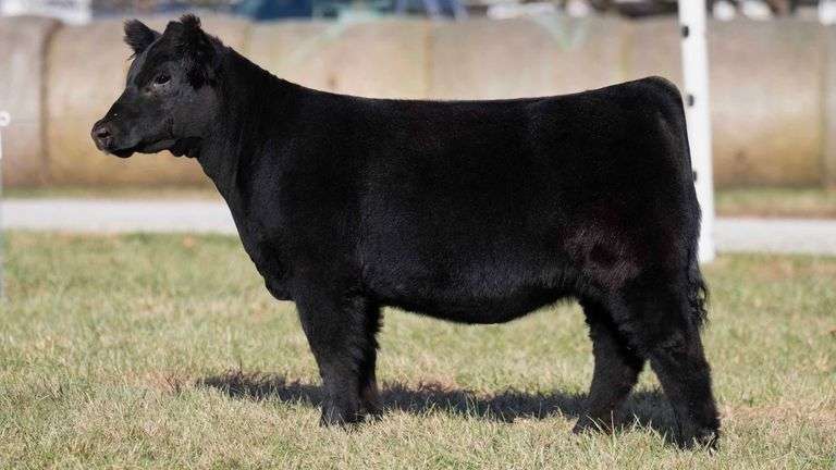 ALDEN GCC BLACKBIRD 400G X CARD CROSSOVER EMBRYOS - SteerBidder