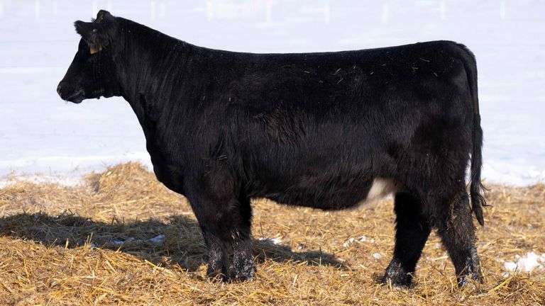 GOLDEN GIRLS TAG 13 BRED HEIFER - SteerBidder