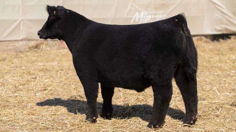 MIMMS TAG 153 STEER - SteerBidder