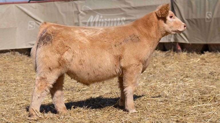 MIMMS TAG 412 STEER - SteerBidder