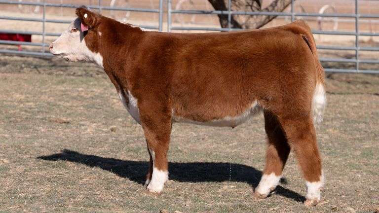 TAYLOR TAG 2203 - SteerBidder