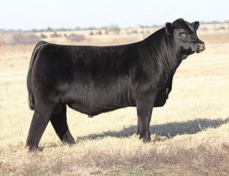 GILBERTSON EPIC A SEMEN - SteerBidder