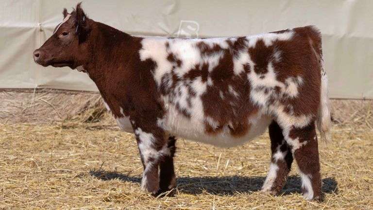 MIMMS TAG 2002 HEIFER - SteerBidder