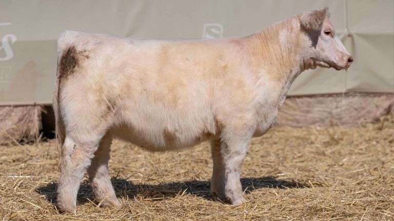 MIMMS TAG 364 HEIFER - SteerBidder