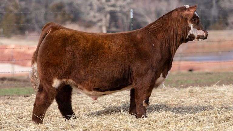 VANHOVE TAG 5 BULL - SteerBidder