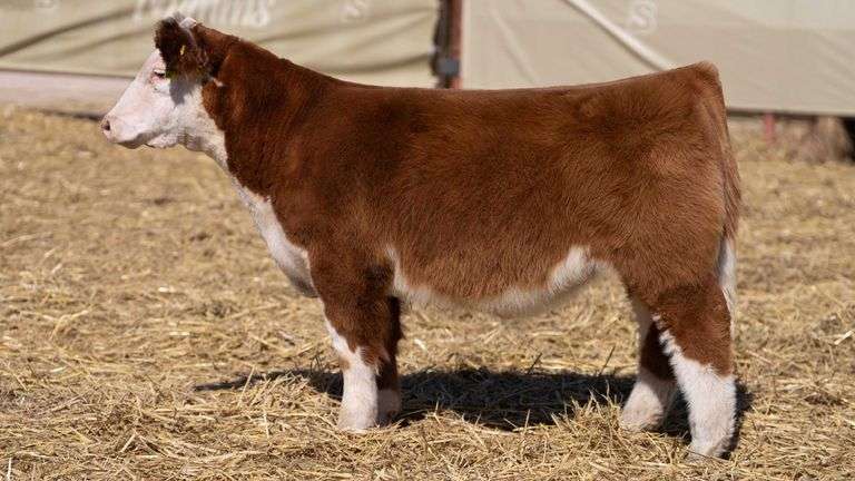 MIMMS TAG 441 STEER - SteerBidder