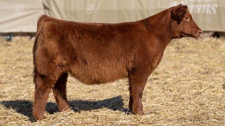 MIMMS TAG R337 STEER - SteerBidder