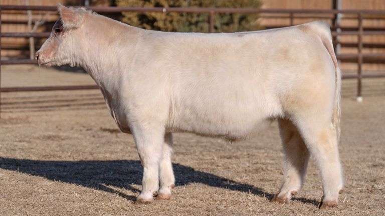 FLOYD TAG 24012 STEER - SteerBidder
