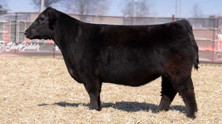 BECKETT PRIMO SEMEN - SteerBidder