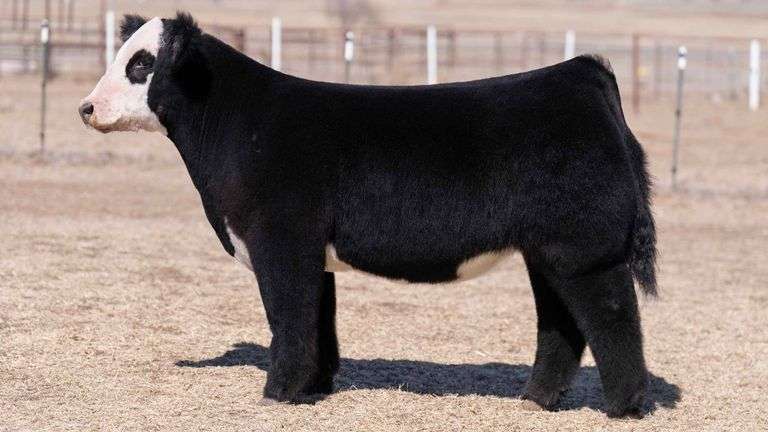 HATLA TAG NT BALDY STEER - SteerBidder