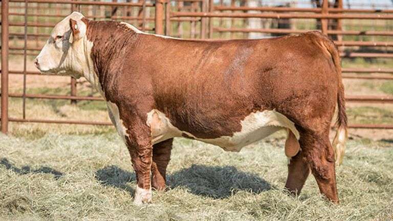 BATTLESHIP SEMEN - SteerBidder