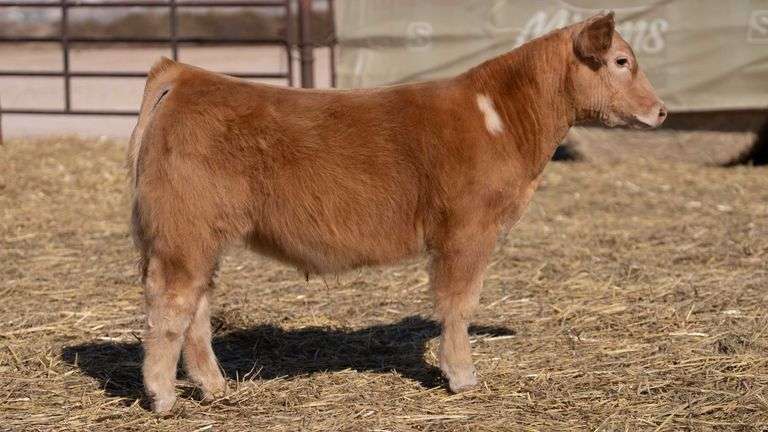 MIMMS TAG 1063 STEER - SteerBidder