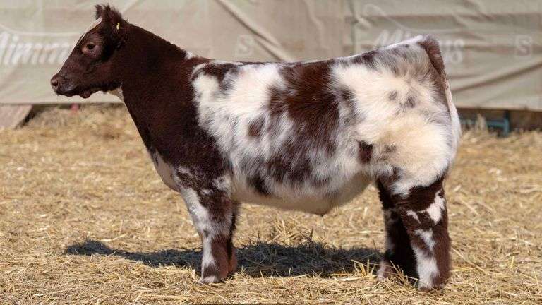 MIMMS TAG 427 STEER - SteerBidder