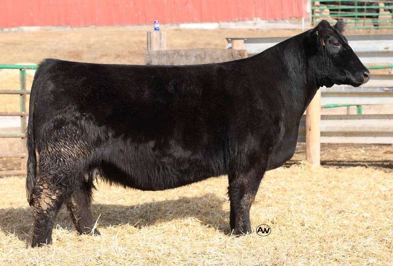 WEDIG 7 / ROWDIE X MATERNAL MADE EMBRYOS - SteerBidder