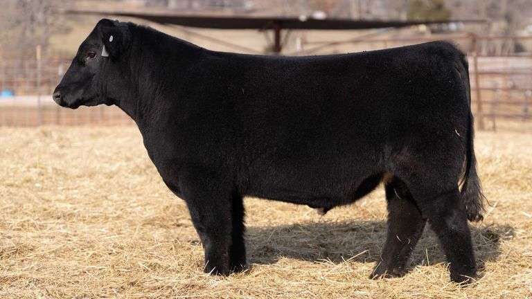 VANHOVE TAG 28 BULL - SteerBidder
