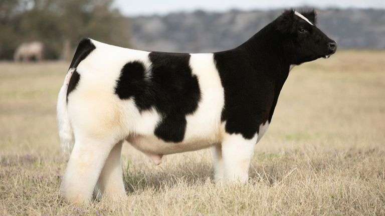 DS GREAT 1 SEMEN - SteerBidder