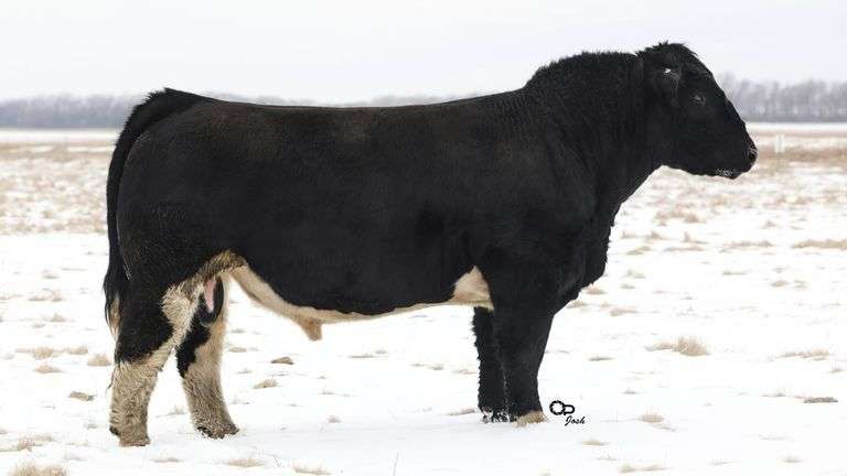 GILBERTSON ROUND HERE B SEMEN - SteerBidder