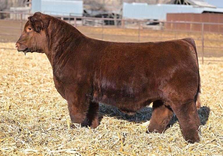 CAFFEE RED KINGDOM TAG D02 BULL - SteerBidder