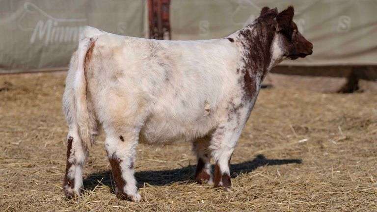 MIMMS TAG 254 HEIFER - SteerBidder