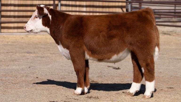 FLOYD TAG 24114 STEER - SteerBidder