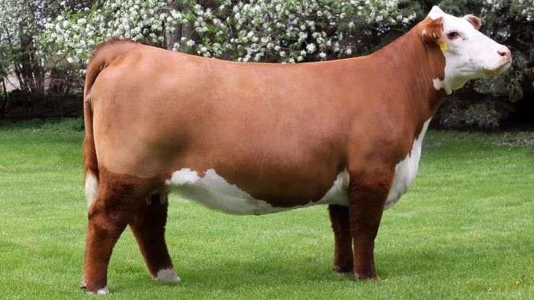 WEEPING FOX BLESS YOU X RED RIVER EMBRYOS - SteerBidder