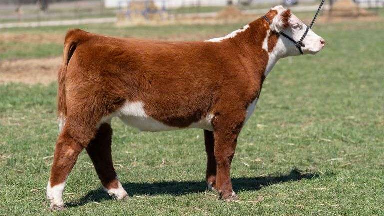 3MC TAG 18 STEER - SteerBidder