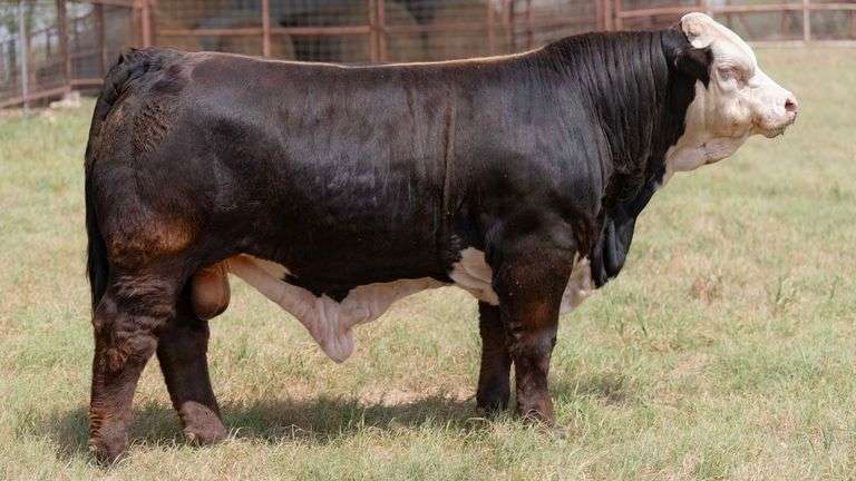 TAG 10 BULL "BONES" - SteerBidder