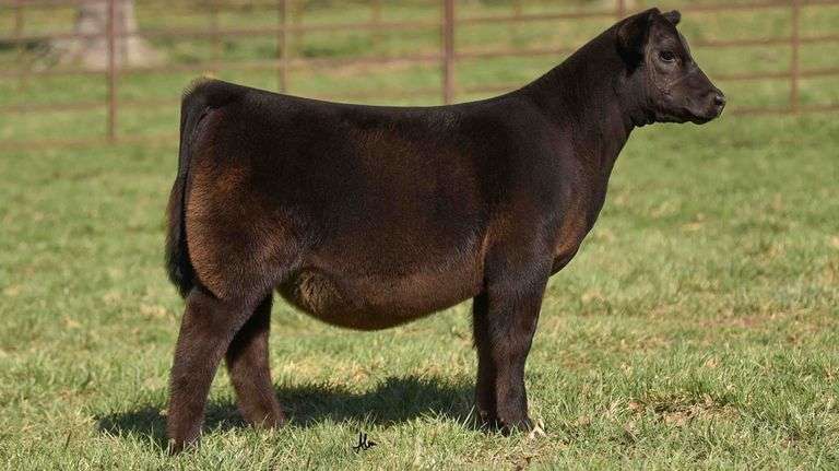 T BAR S FOREVER LADY 1353M HEIFER - SteerBidder