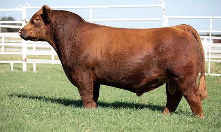 LOVIN SIZE SEMEN C - SteerBidder