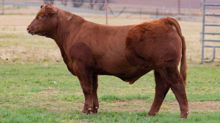 TAG 4 STEER - SteerBidder