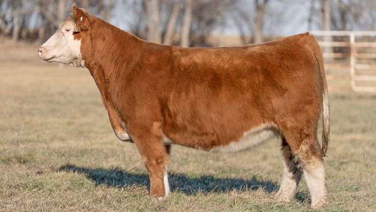 DORIS 309 X HGTA BULL PREGNANCY - SteerBidder