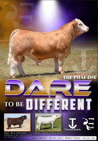RF DARE 2 BE DIFFERENT A SEMEN - SteerBidder