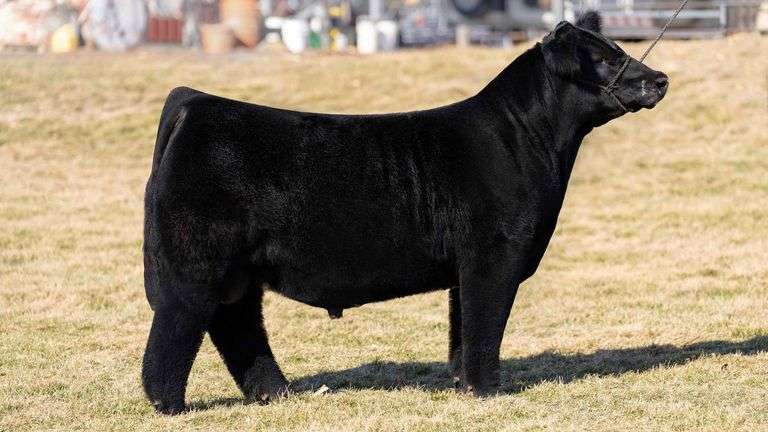 ALL MIGHTY SEMEN B - SteerBidder