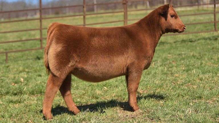 T BAR S MS 1350M HEIFER - SteerBidder