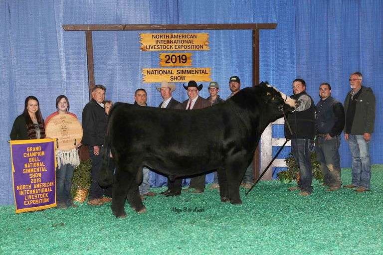 KING OF DIAMONDS SEMEN B - SteerBidder