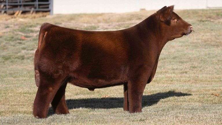 GINGER SEMEN B - SteerBidder