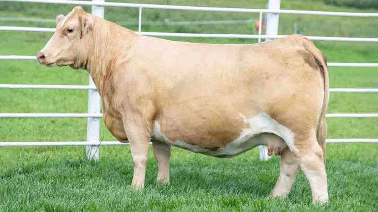 RF 081 X CHOICE EMBRYOS - SteerBidder