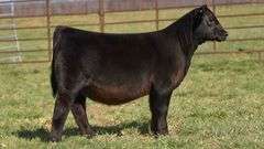 T BAR S BW LUCY 5062M HEIFER - SteerBidder