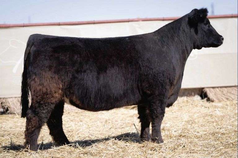 MARSH 125 BRED COW - SteerBidder